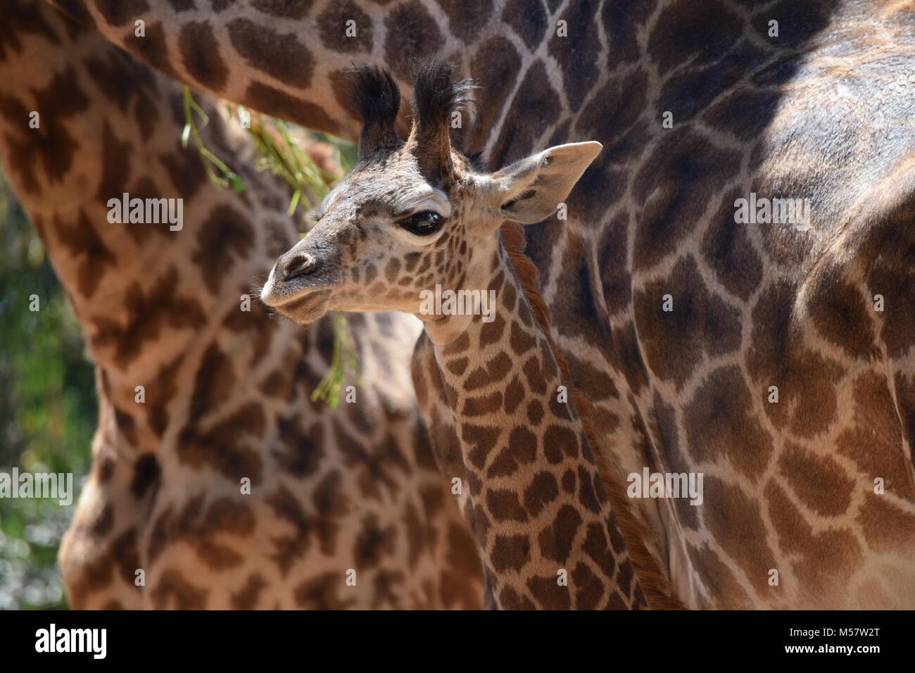 Baby giraffe closeup Stock Photo - Alamy