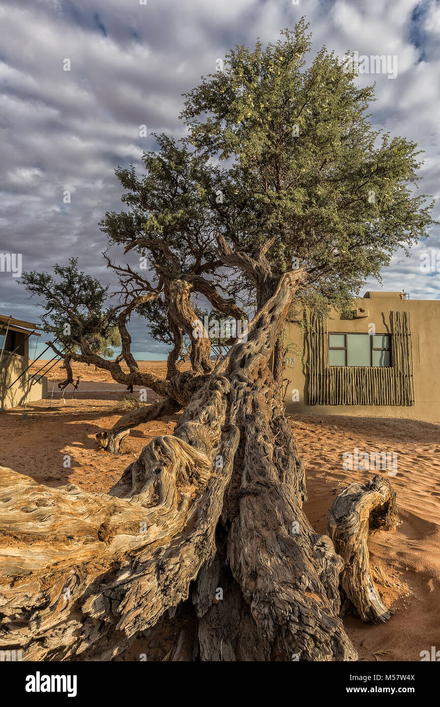 African tree in the desert of Namibia Stock Photo - Alamy