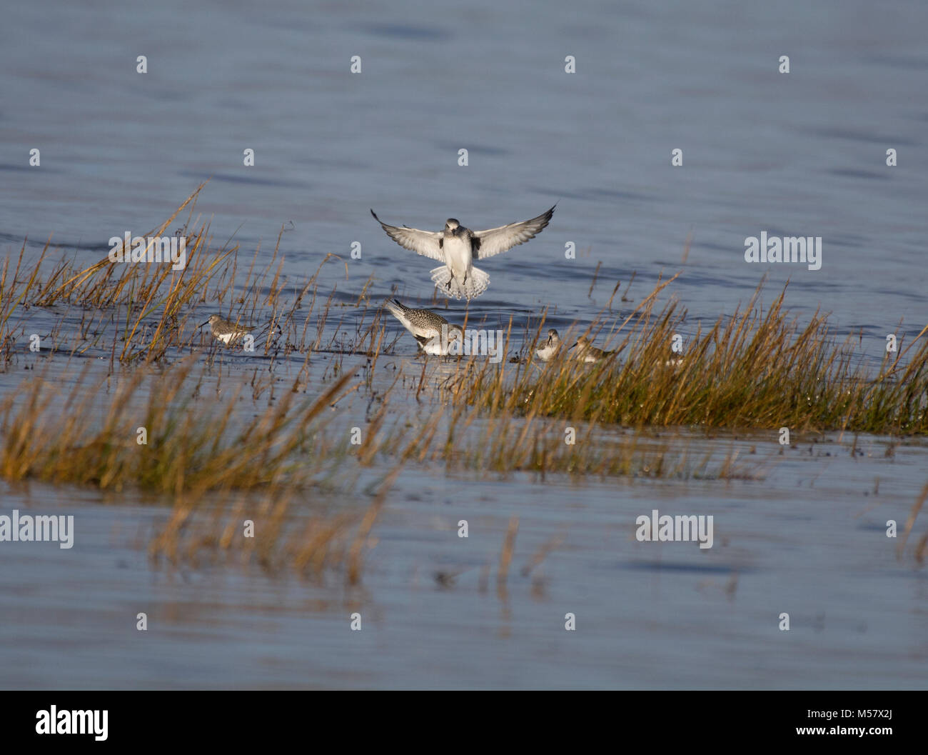 Grey plover flight uk hi-res stock photography and images - Alamy