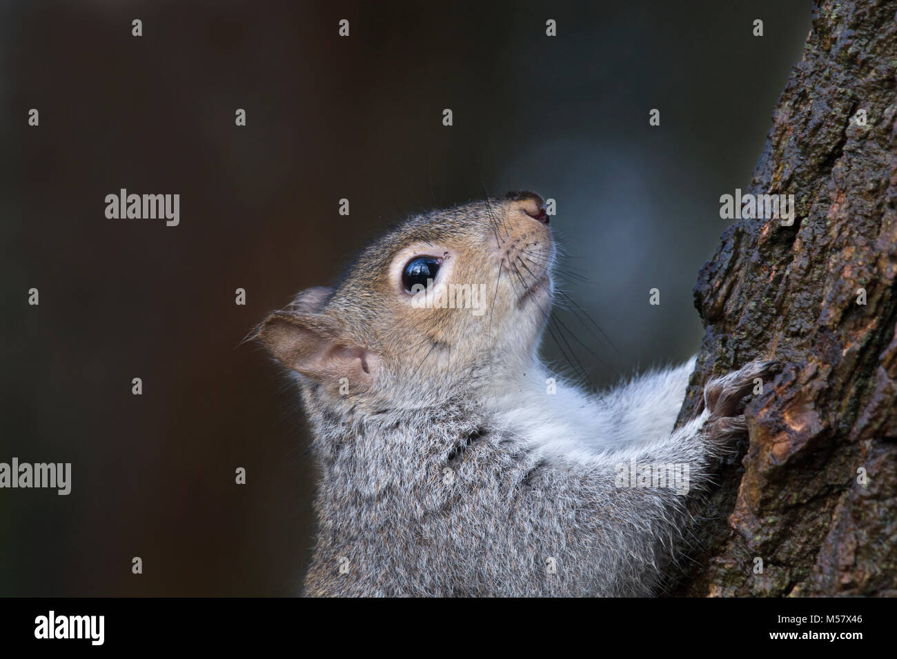 Grey squirrel tree hi-res stock photography and images - Alamy