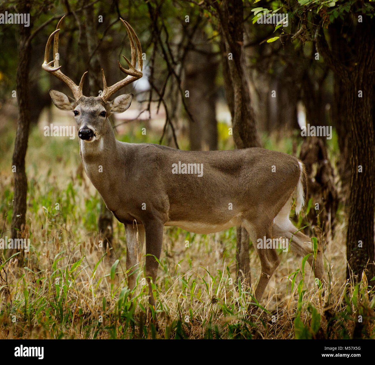 Mature whitetail deer hi-res stock photography and images - Alamy