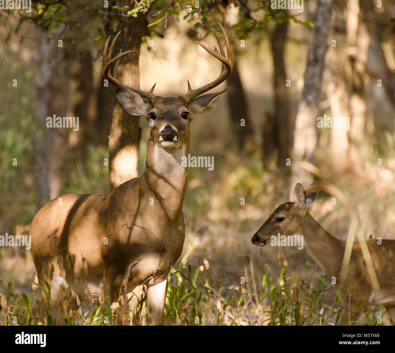 White tail deer hi-res stock photography and images - Alamy