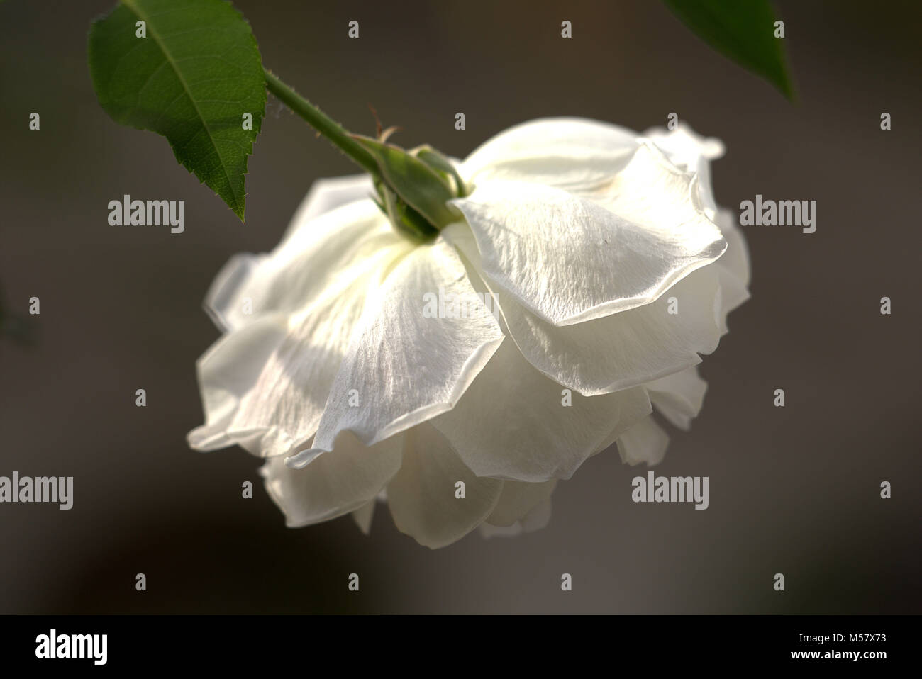 Elegant White Rose Stock Photo - Alamy