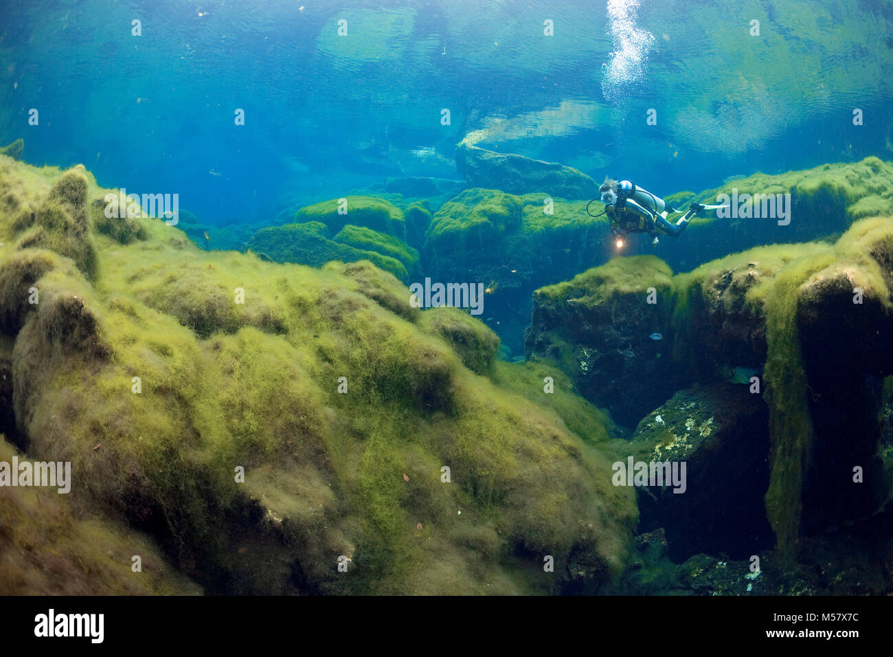 Cave diver at entrance to cenote El Eden, algae covers the rocks ...