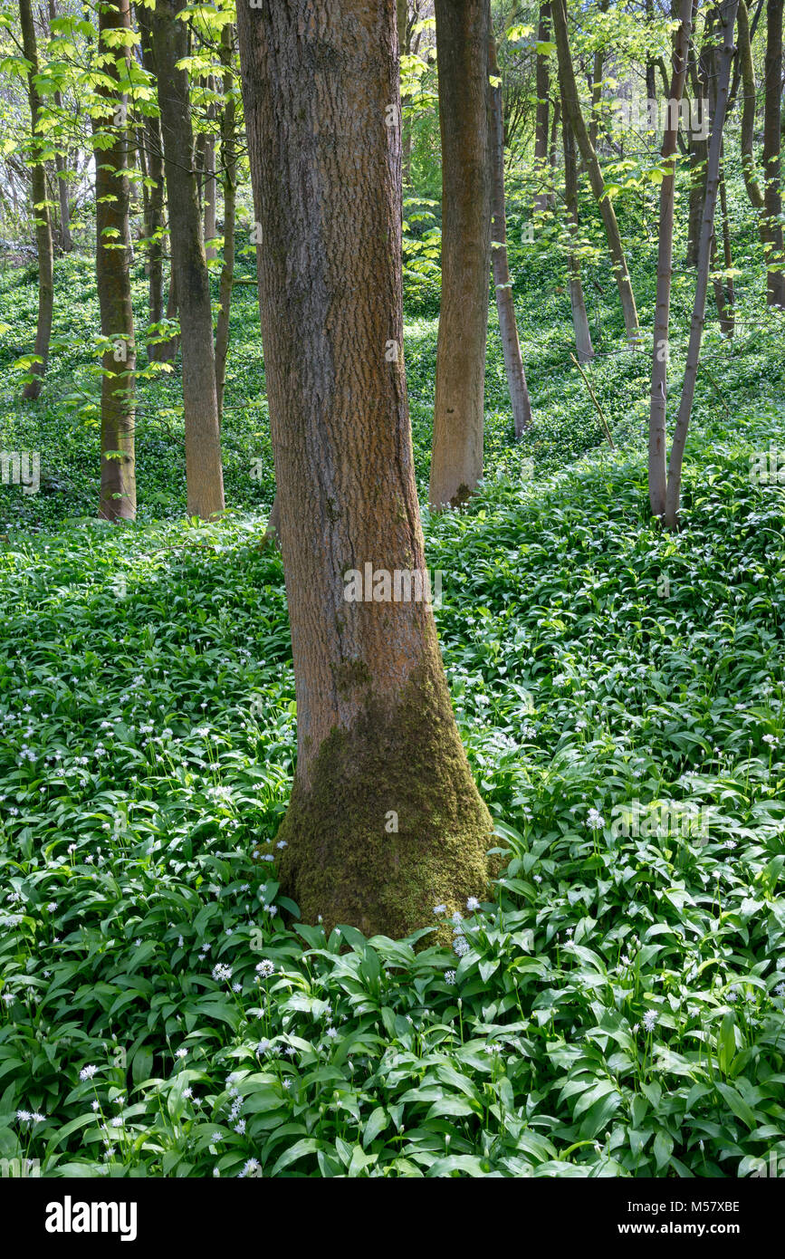 Ash trees with a carpet of green wild garlic at the base. Tom wood ...