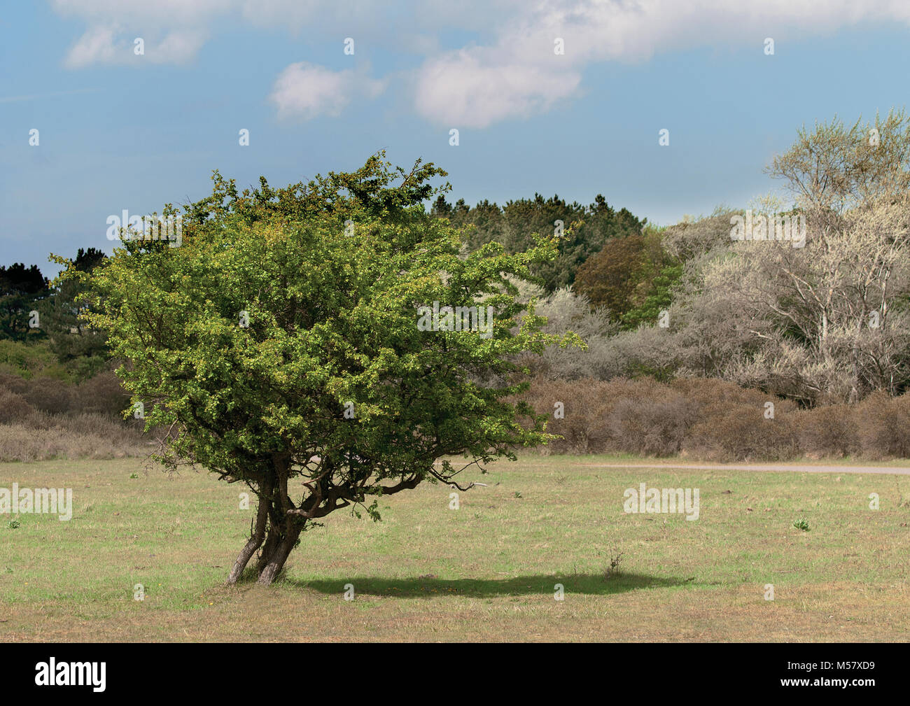 beautiful slanted tree standing in the forest Stock Photo - Alamy