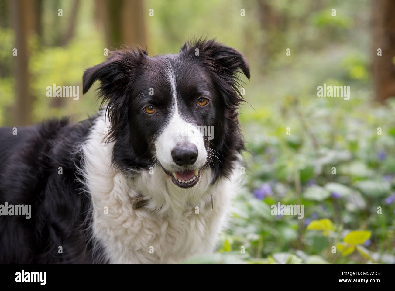 Border Collie in English woodland in spring Stock Photo - Alamy
