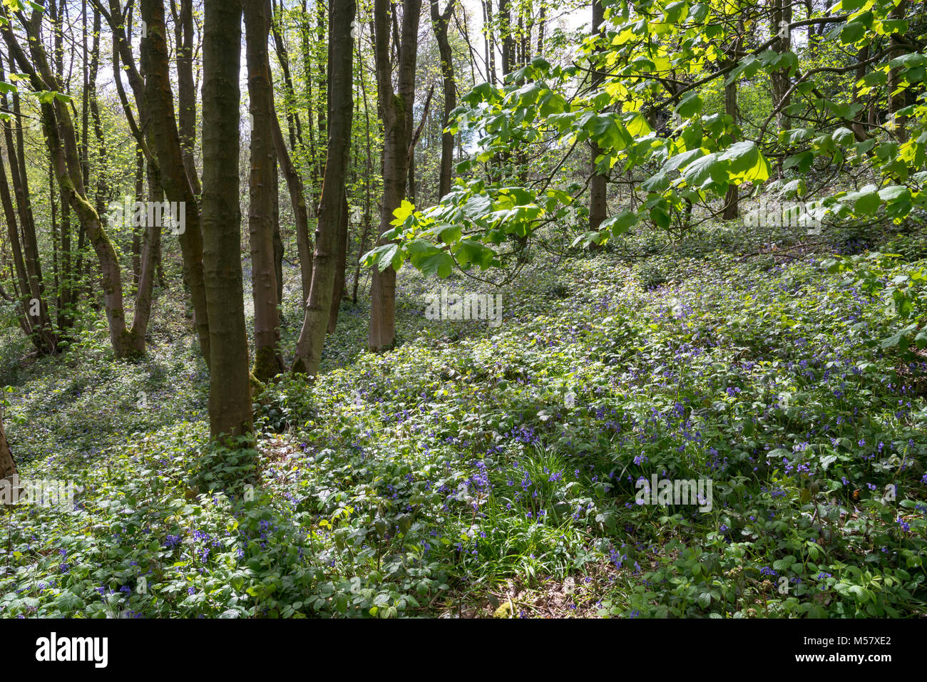 English woodland in spring. Tom wood, Charlesworth, Derbyshire, England ...