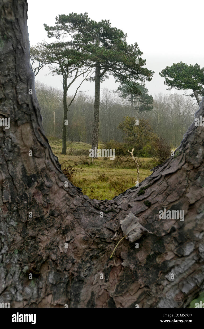 see-through tree sight with conifers in the background Stock Photo - Alamy