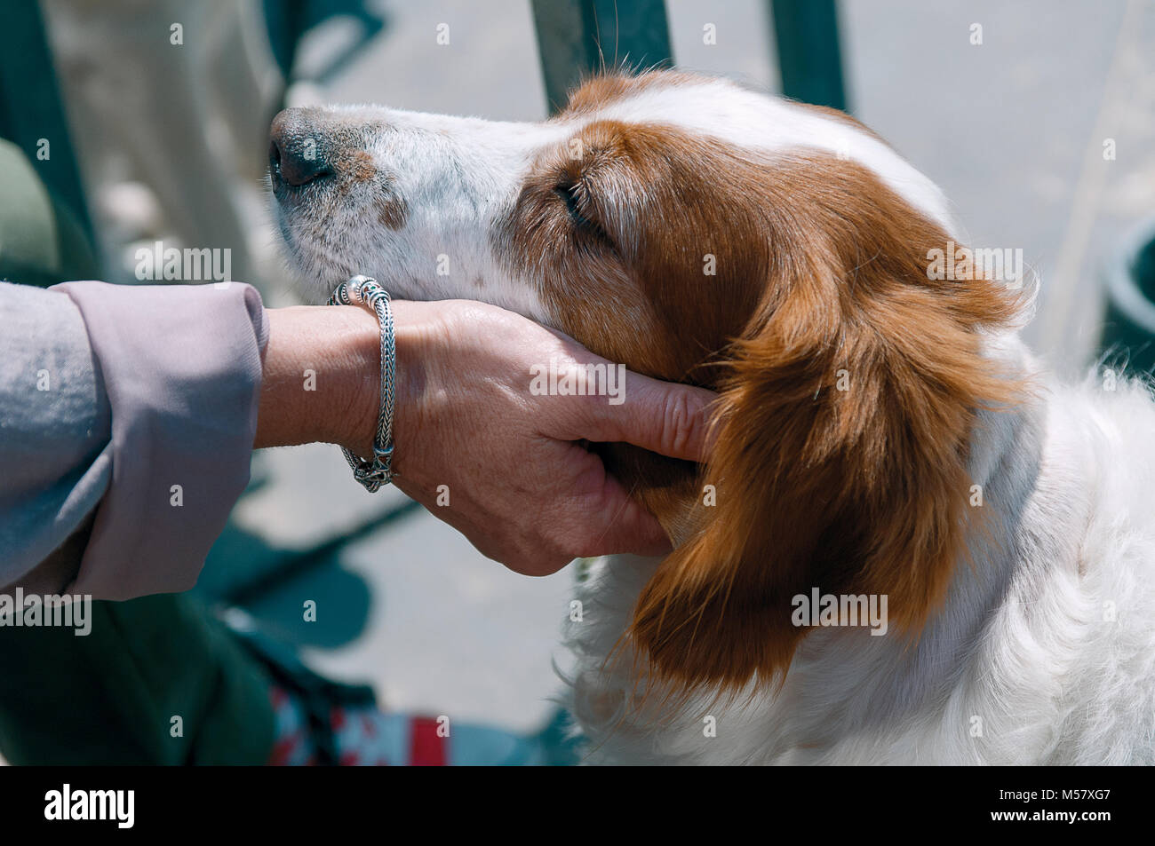 human hand touching a dog with his eyes closed Stock Photo - Alamy