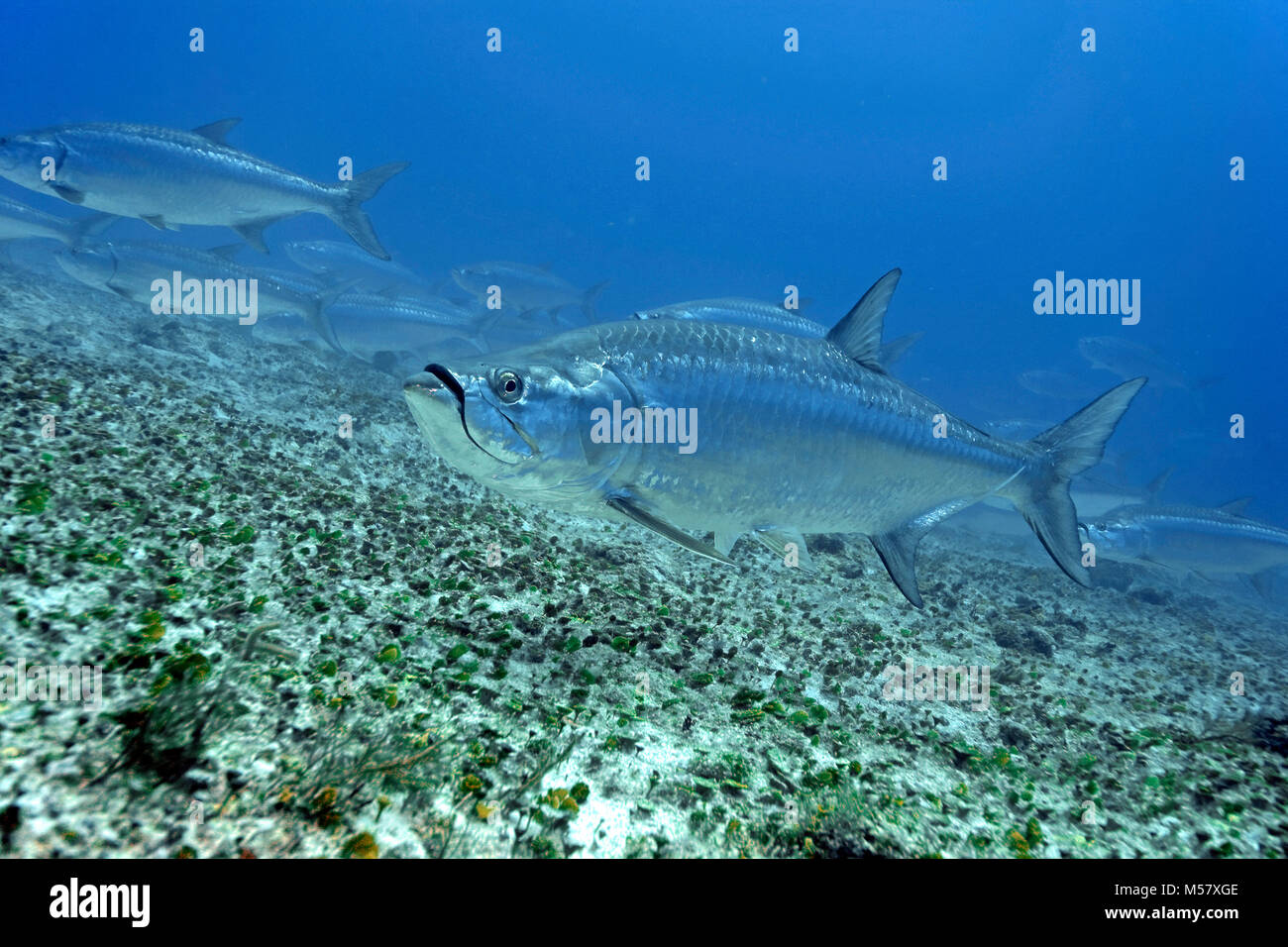 Tarpon Stock Photos & Tarpon Stock Images - Alamy