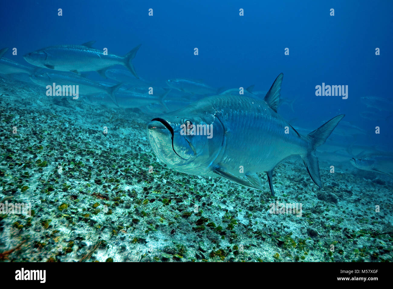 Tarpon (Megalops atlanticus), Playa del Carmen, Riviera Maya, Quintana ...