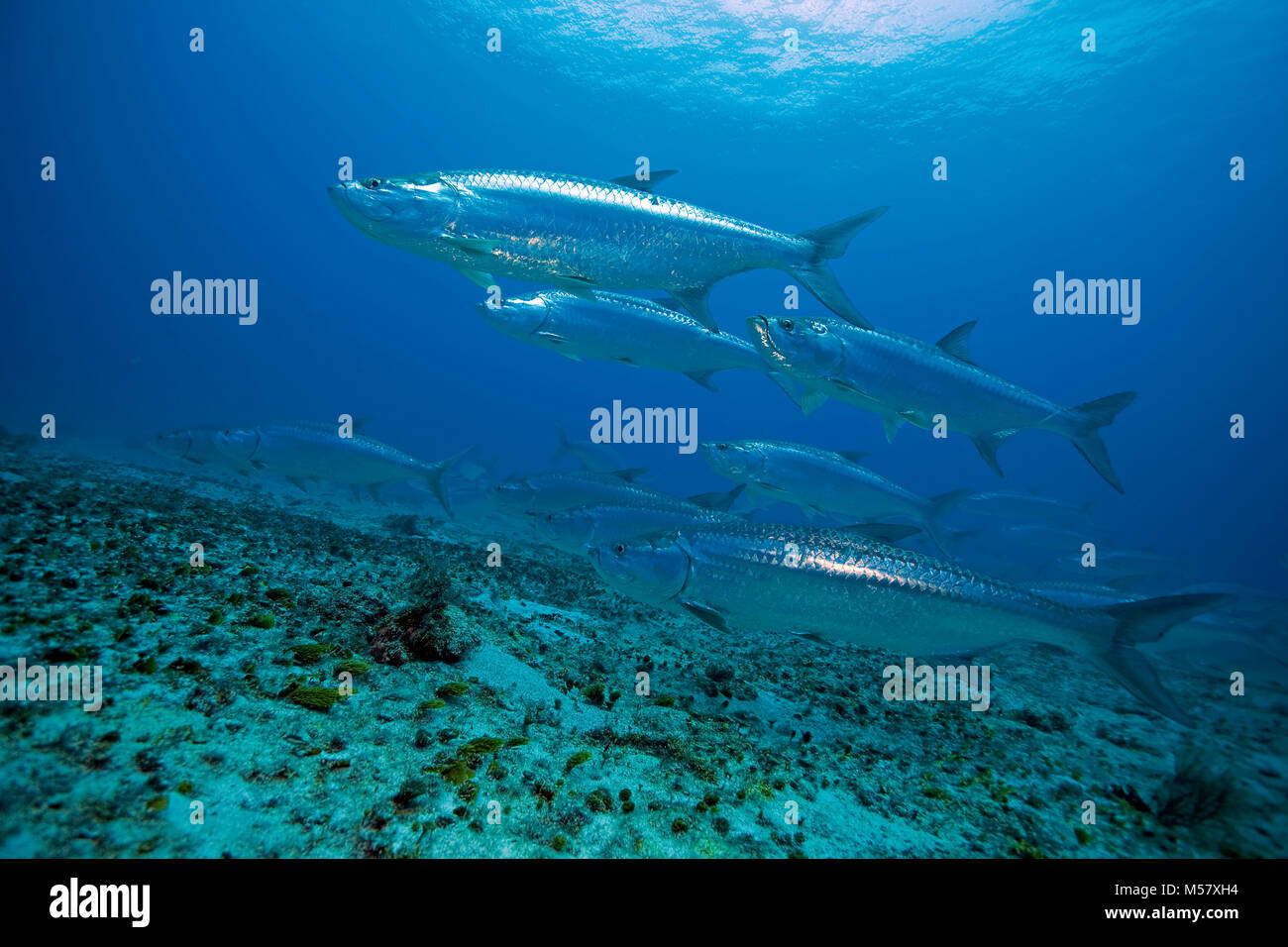 Atlantic tarpon hi-res stock photography and images - Alamy