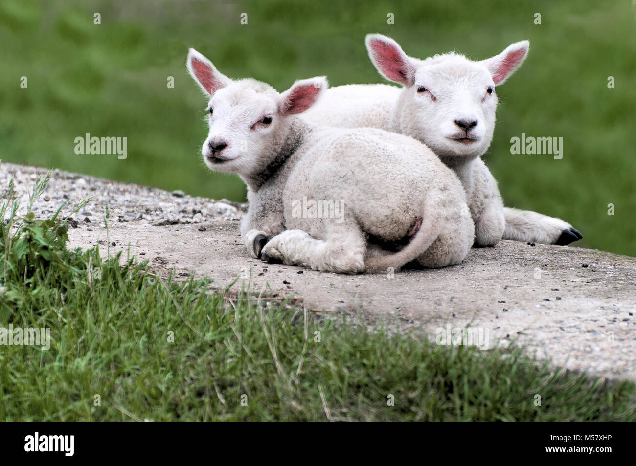 Young baby sheep next hi-res stock photography and images - Alamy