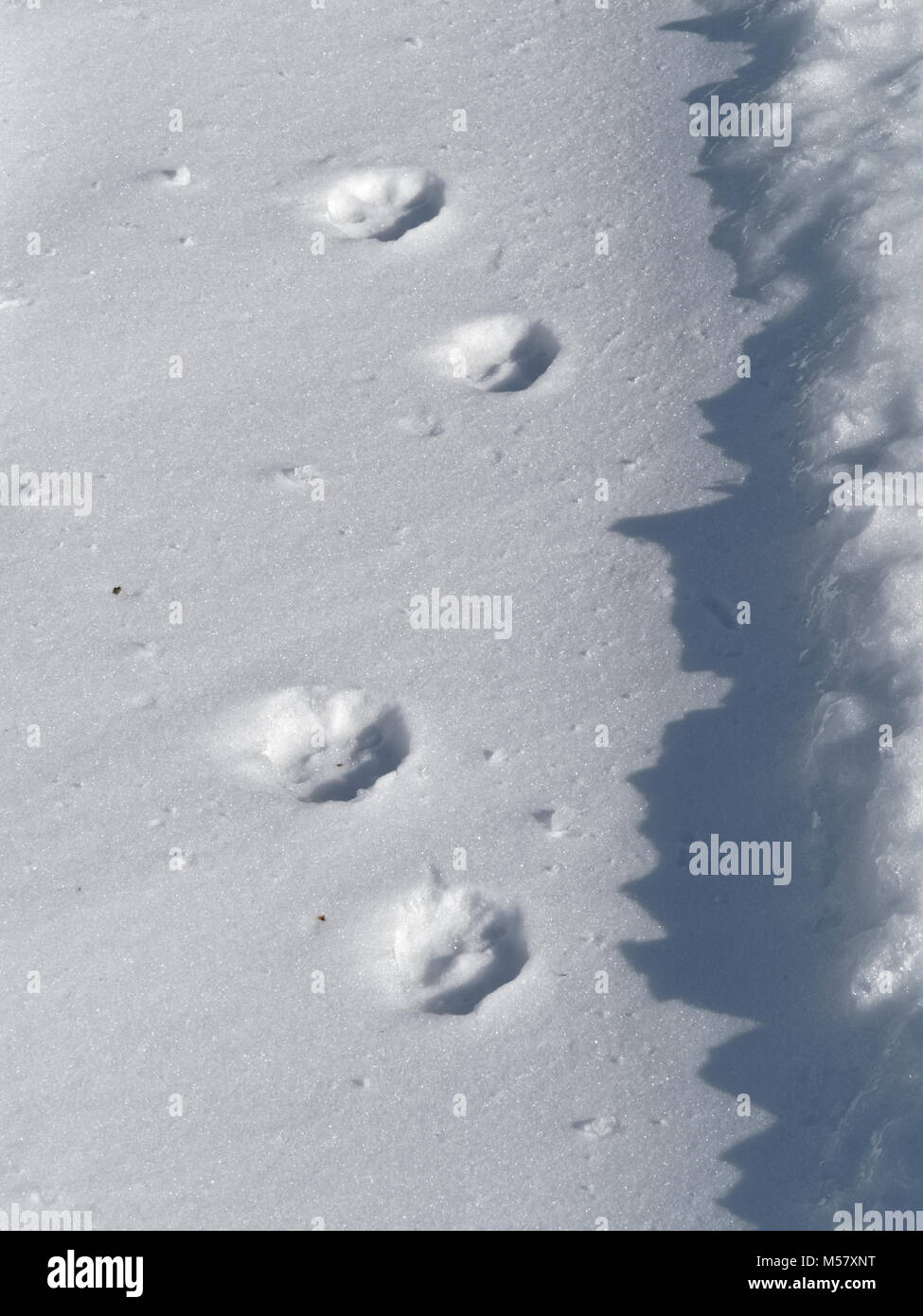 Coyote tracks in snow hi-res stock photography and images - Alamy Coyote tracks in snow hi-res stock photography and images - Alamy