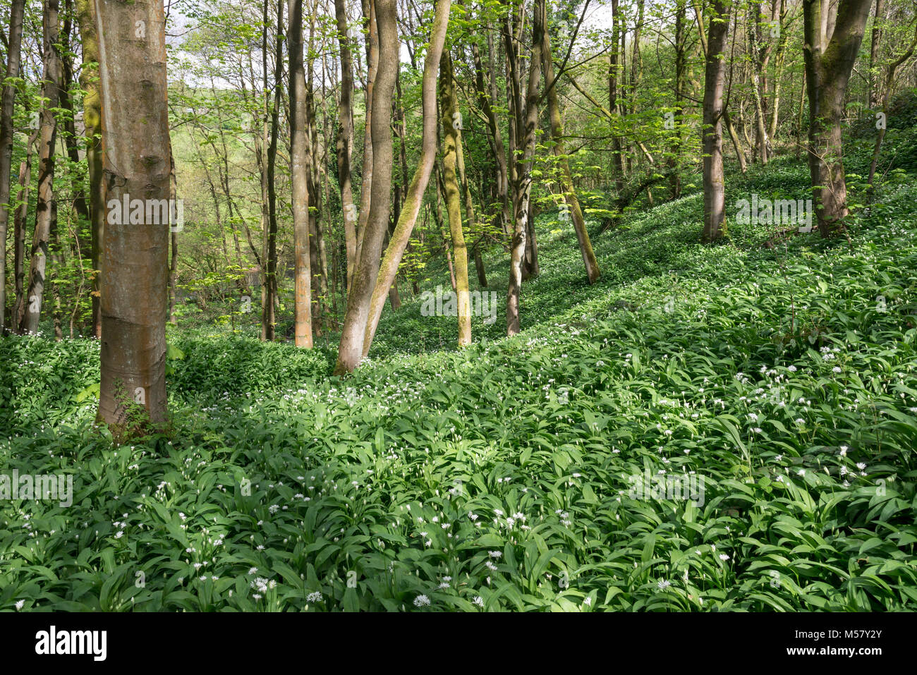 Mass of wild garlic (Ramsons) growing in English woodland in spring ...