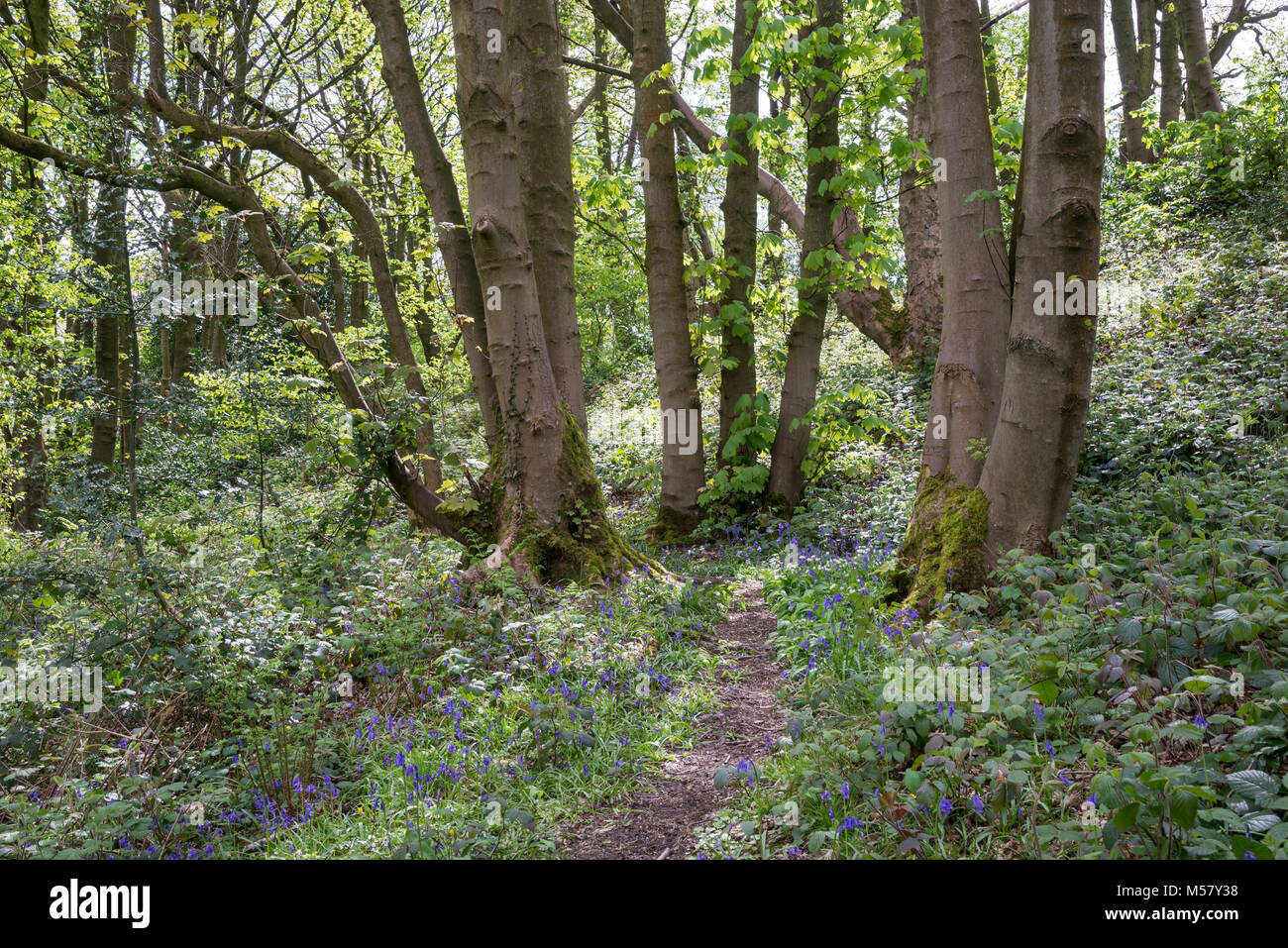 Sycamore trees british hi-res stock photography and images - Alamy