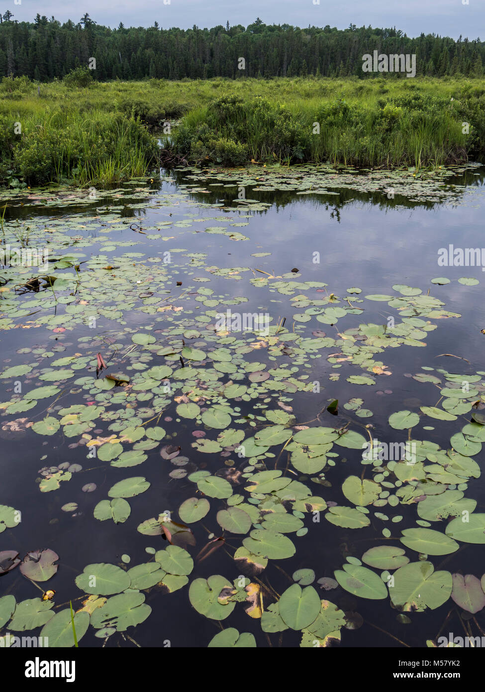 Lily pads, Spruce Bog Boardwalk, Algonquin Provincial Park, Ontario ...