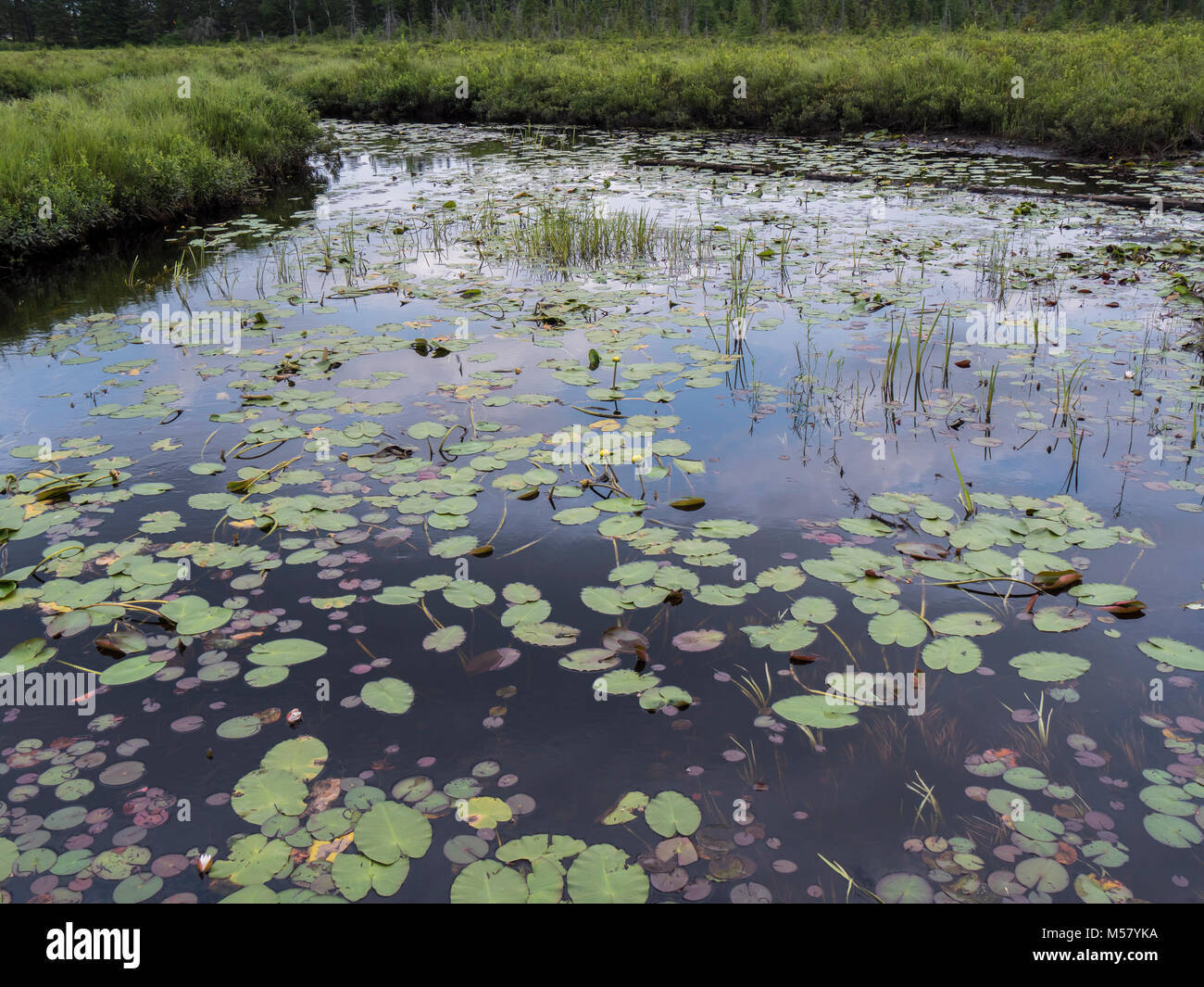 Lily pads, Spruce Bog Boardwalk, Algonquin Provincial Park, Ontario ...