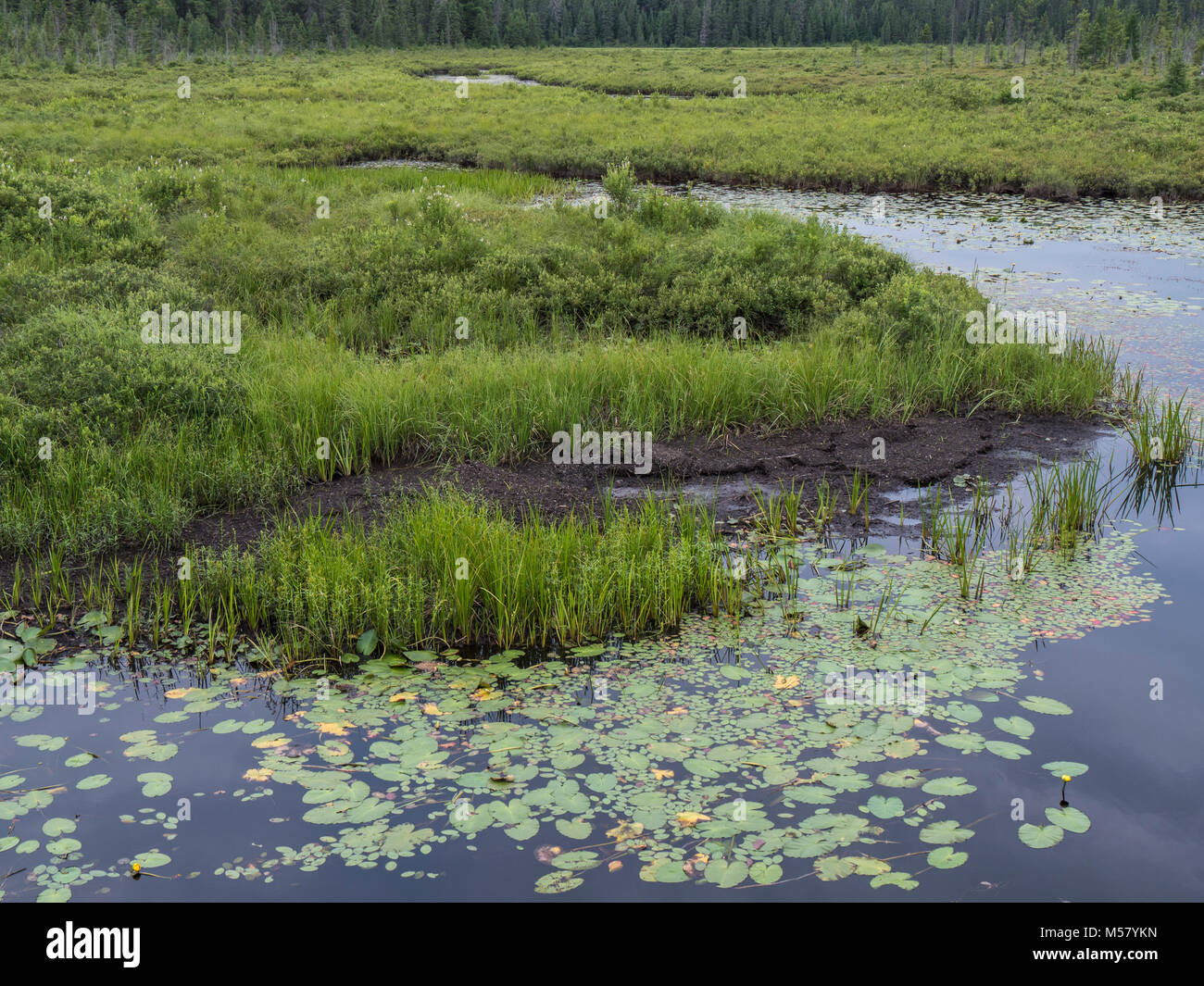 Lily pads, Spruce Bog Boardwalk, Algonquin Provincial Park, Ontario ...