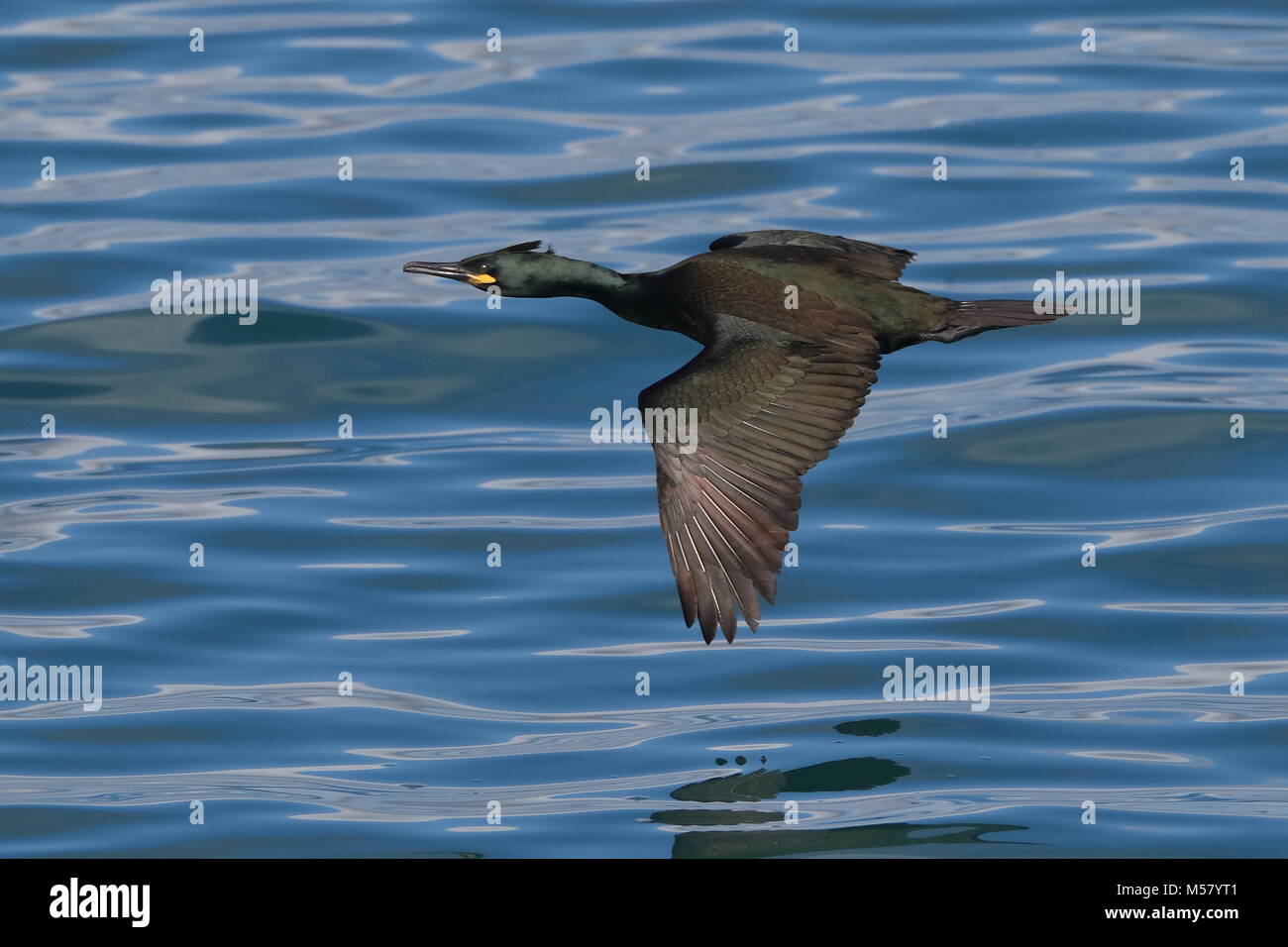 Adult European Shag in flight Stock Photo - Alamy
