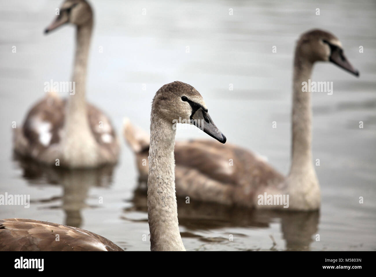 Swan screamer hi-res stock photography and images - Alamy