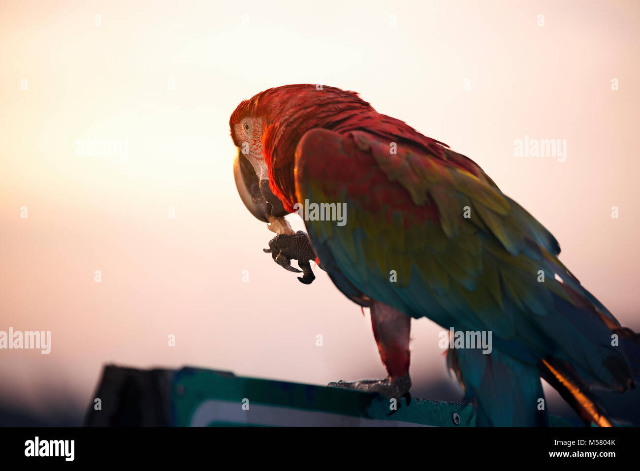 Nut eating birds hi-res stock photography and images - Alamy