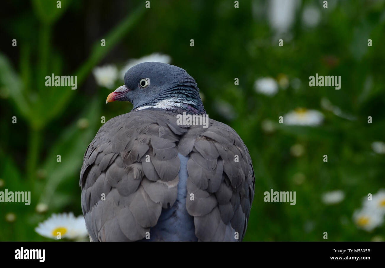 Common white pigeon uk hi-res stock photography and images - Alamy