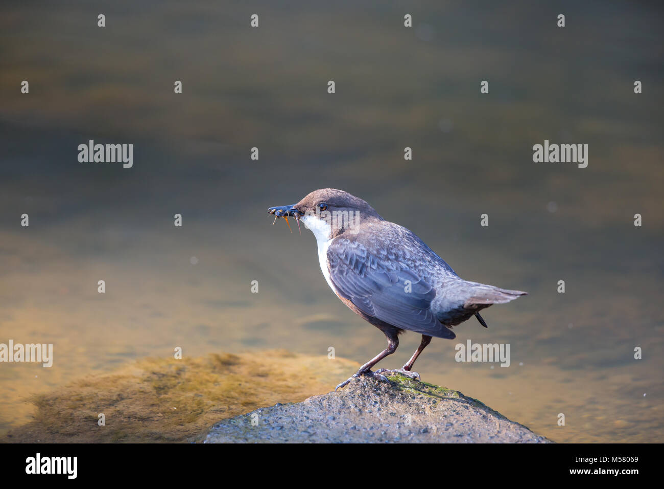 Dipper Bird Uk High Resolution Stock Photography and Images - Alamy