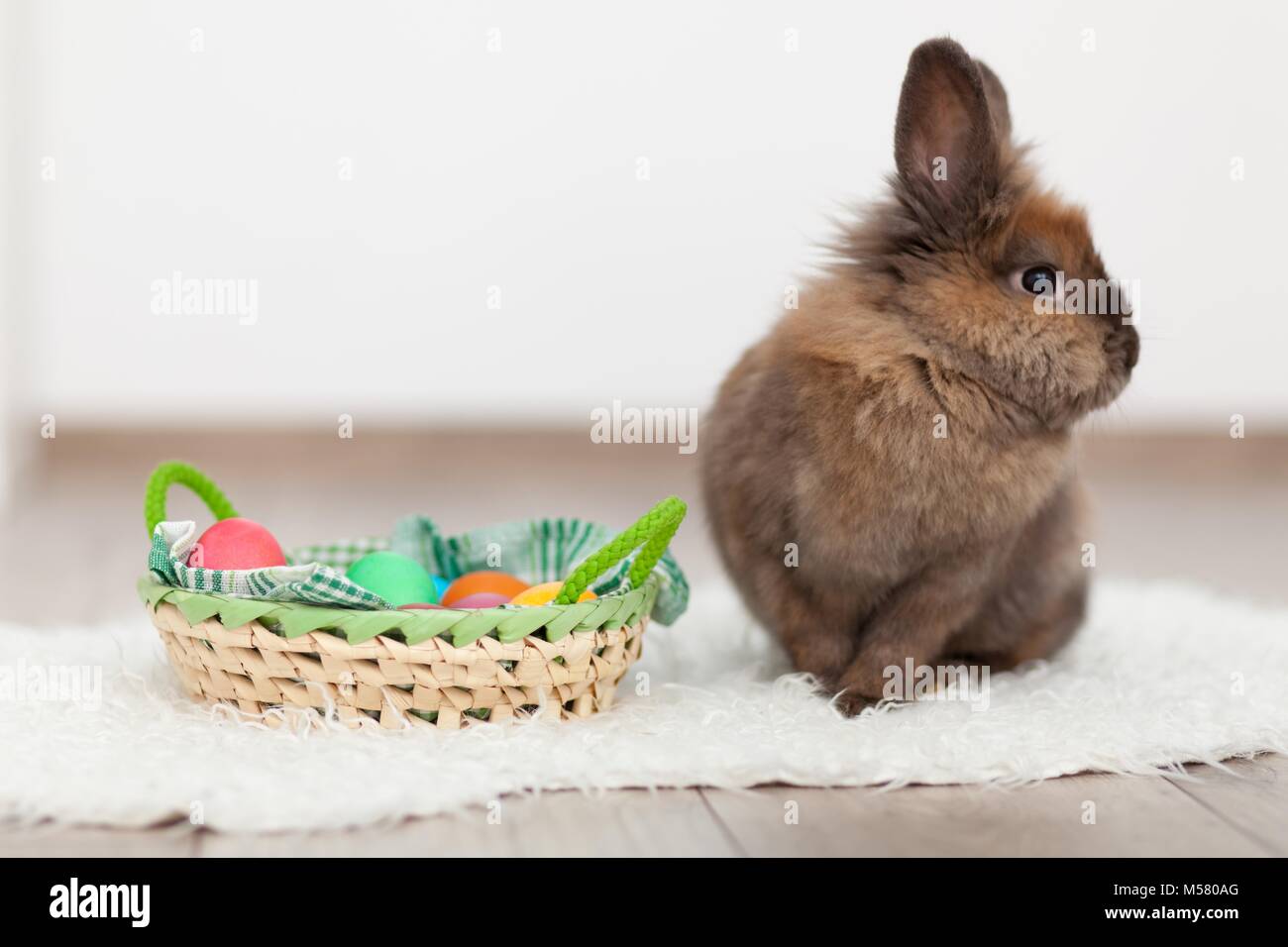 Furry brown rabbit and Easter eggs Stock Photo - Alamy