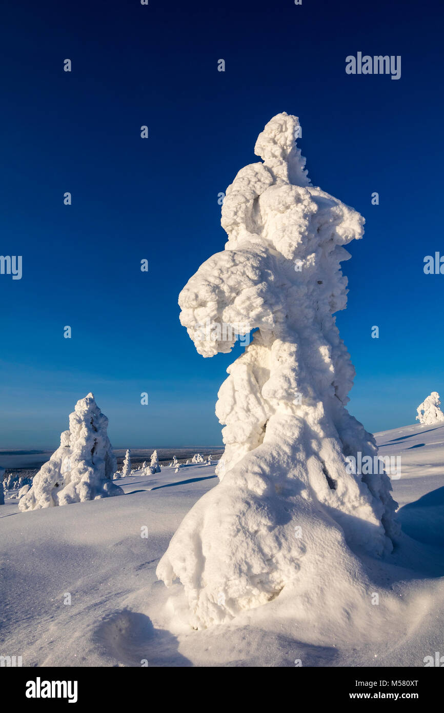 Snowy trees in Finnish Lapland Stock Photo - Alamy