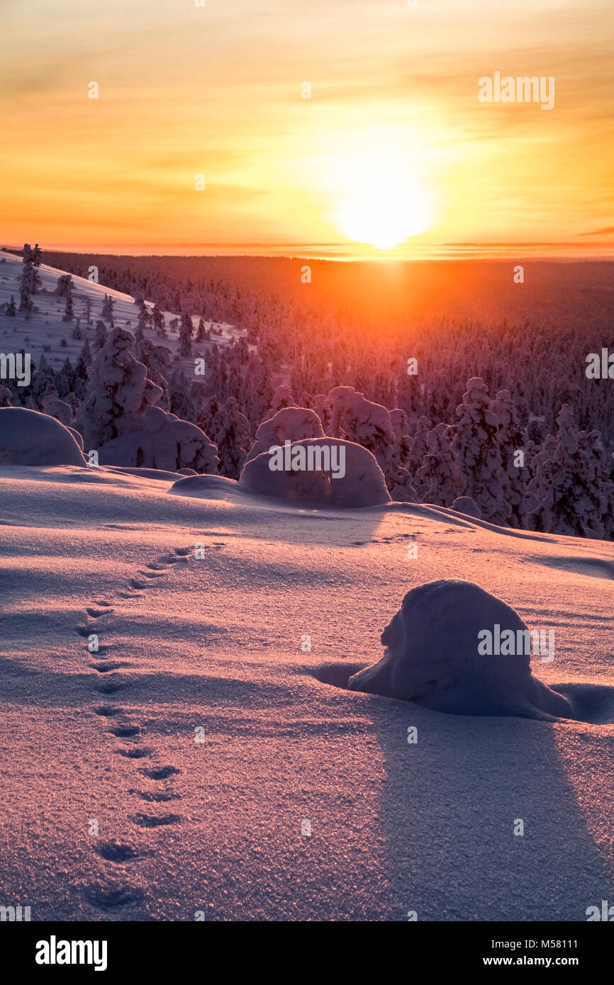Arctic fox tracks in snow hi-res stock photography and images - Alamy