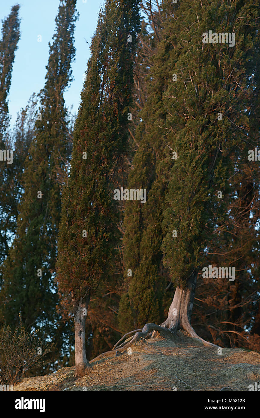 Cypresses cupressus sempervirens hi-res stock photography and images ...