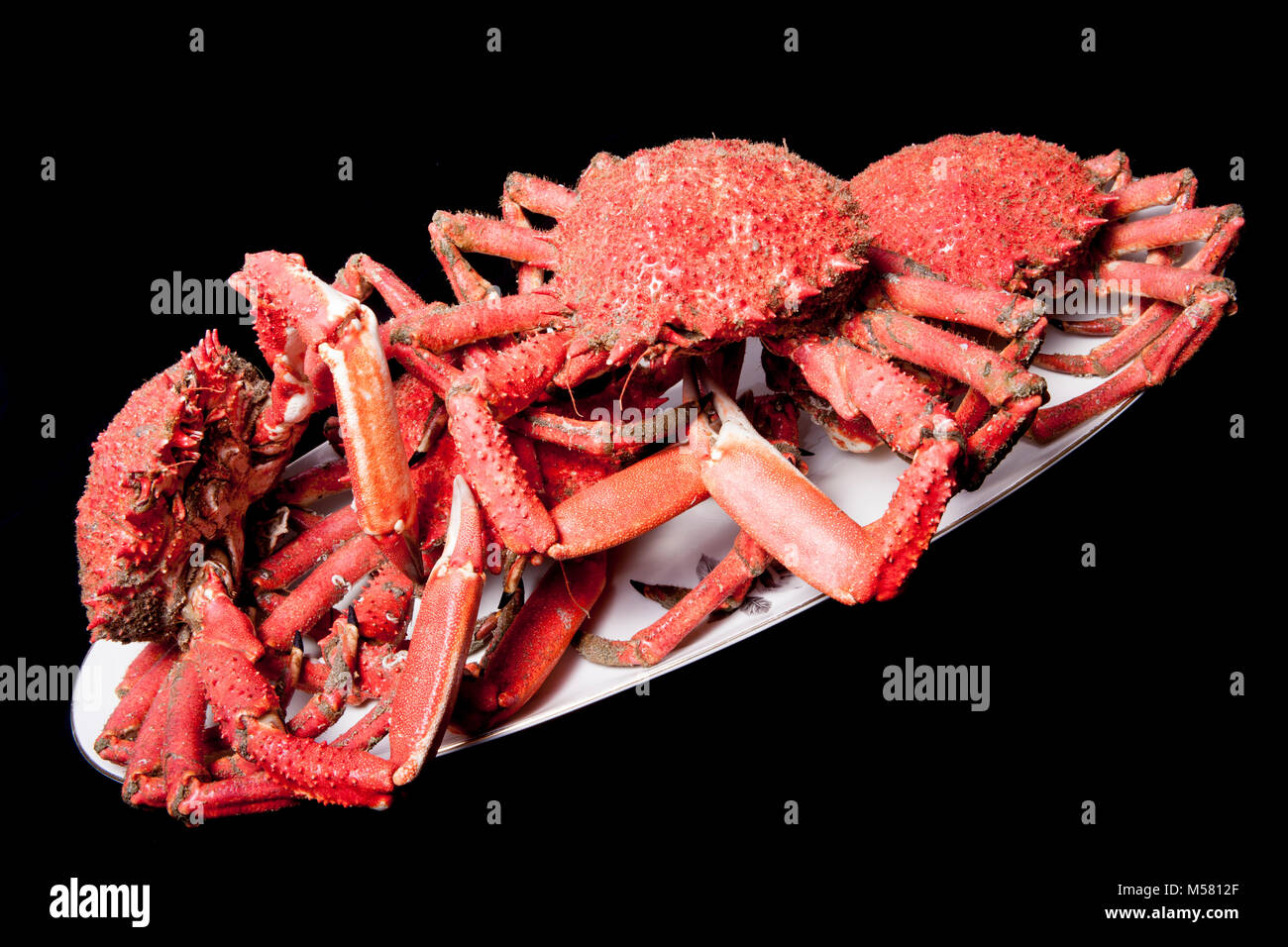 Spider Crabs High Resolution Stock Photography and Images - Alamy