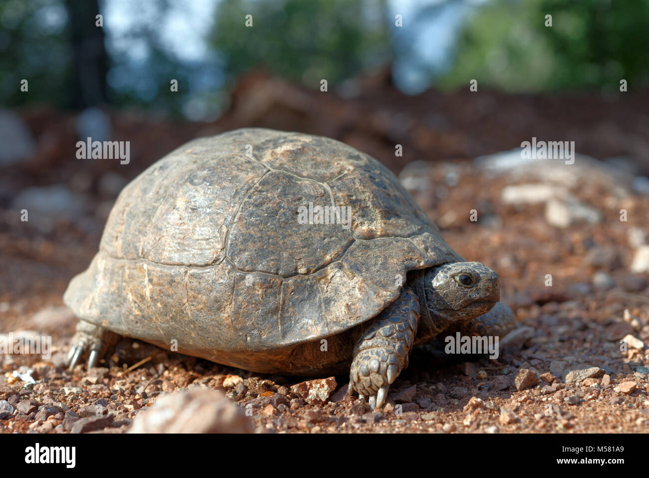Tortoise on a road hi-res stock photography and images - Alamy