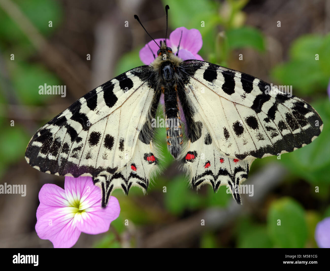 Allancastria cerisyi, Eastern Festoon butterfly on a flower in Dilek ...