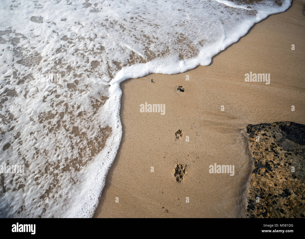 Paw prints of a dog in the sand is getting covered by a wave Stock ...