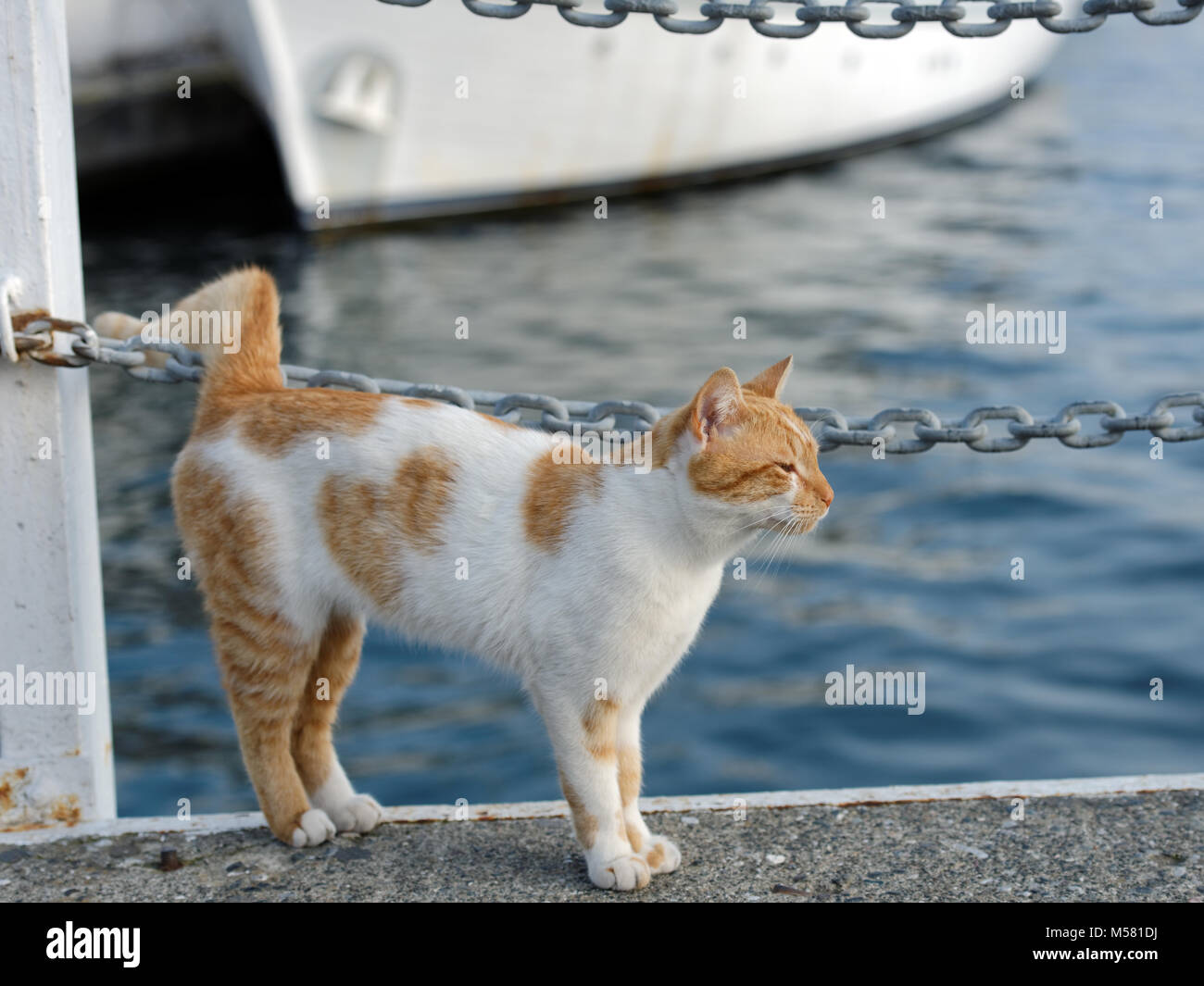 Cat walking on the quay against fisher boats Stock Photo - Alamy