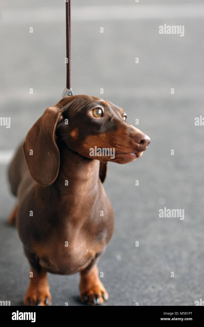 Short haired dachshund during the dog show Stock Photo - Alamy