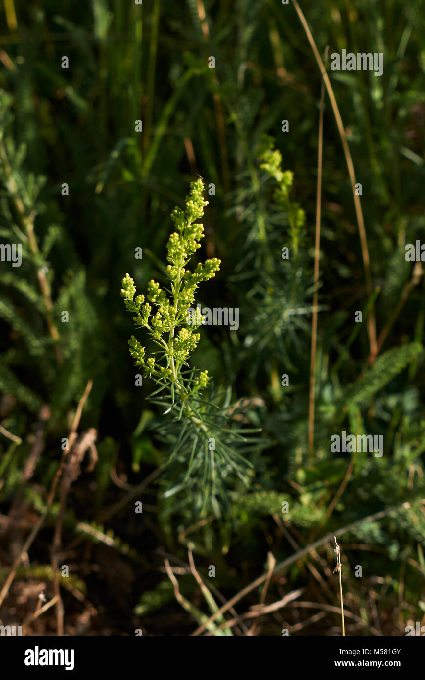 Yellow galium verum flowers hi-res stock photography and images - Alamy