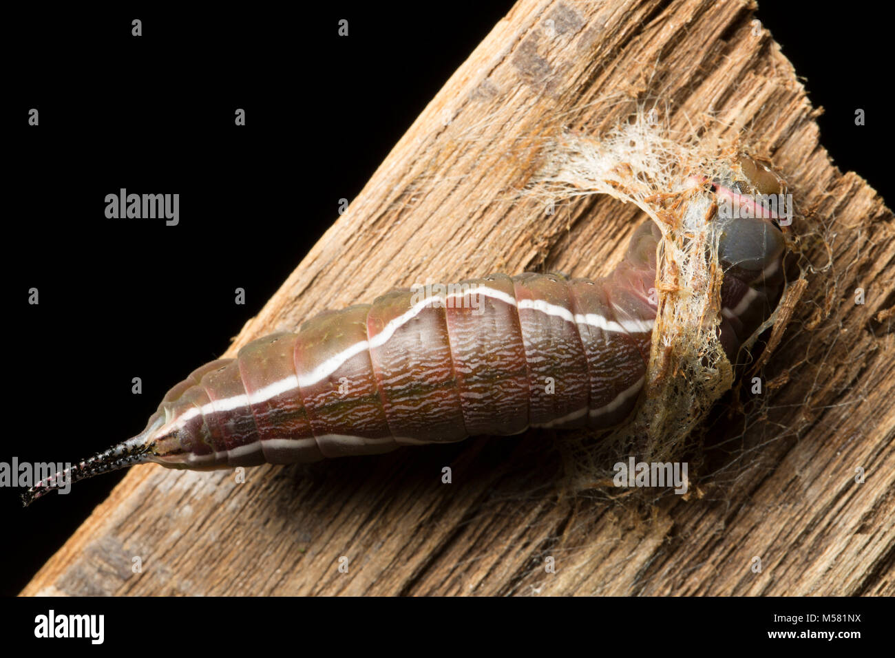 A puss moth caterpillar beginning to make its cocoon. Studio picture ...