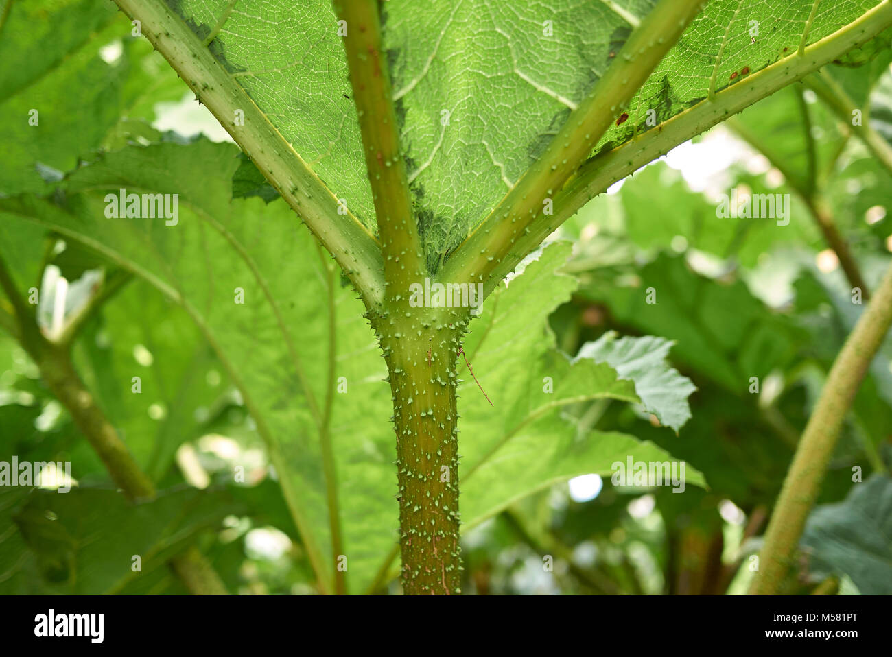Gunnera chilensis hi-res stock photography and images - Alamy