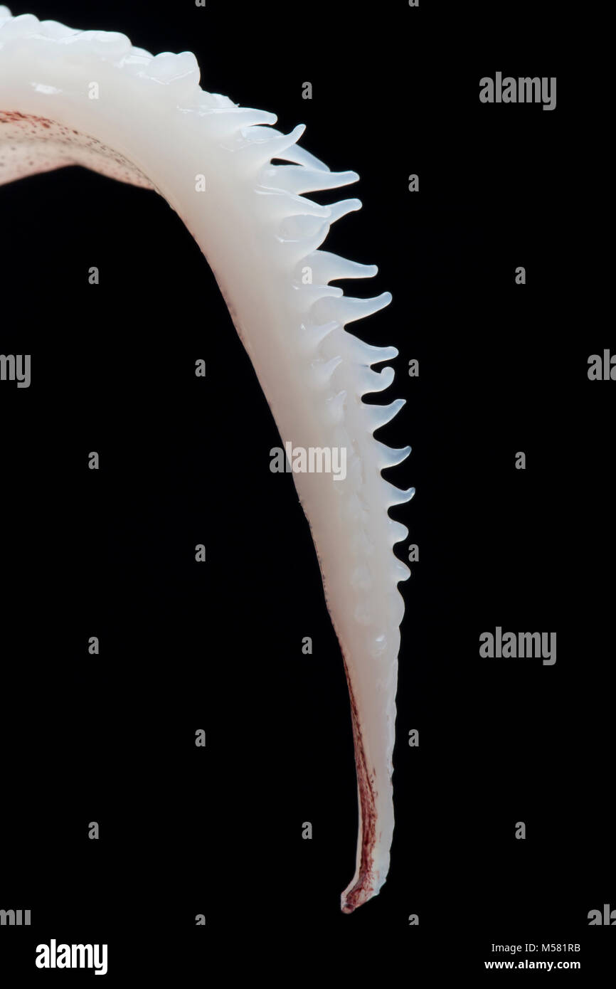 Sperm hi-res stock photography and images - Alamy