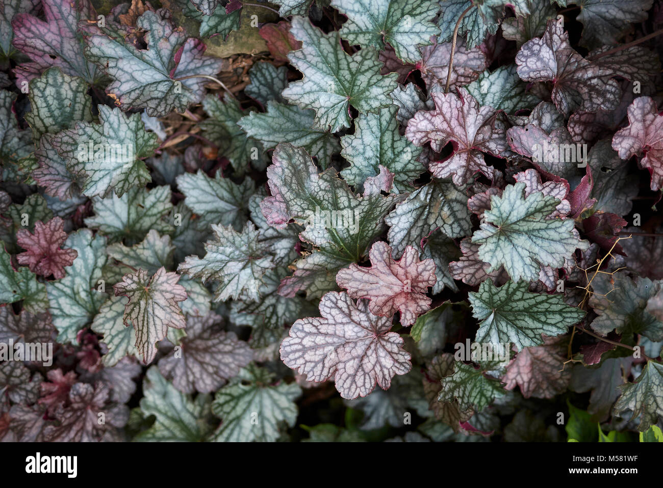 Purple Heuchera Close High Resolution Stock Photography and Images - Alamy