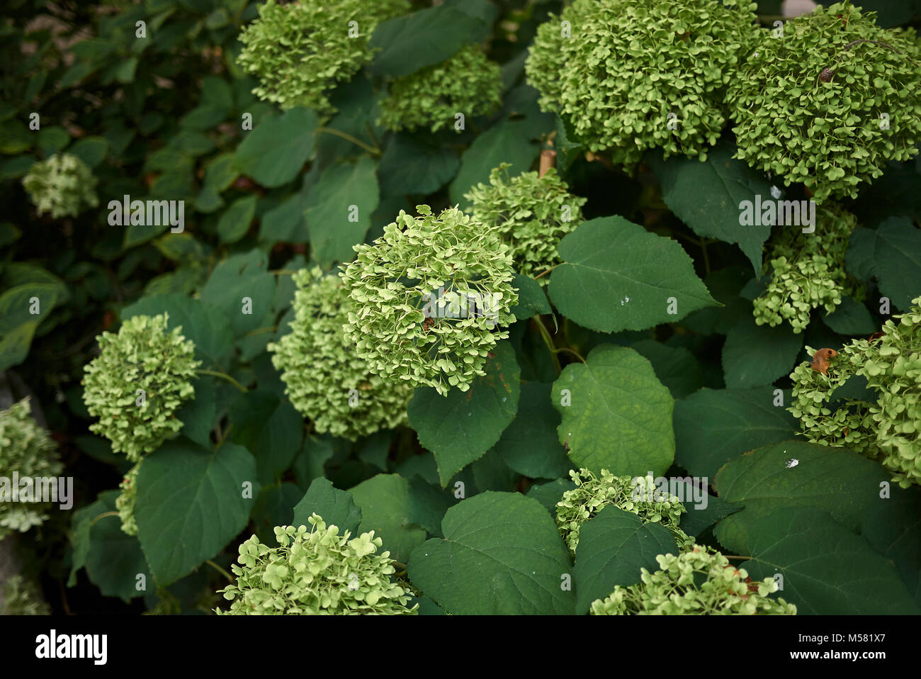 Green annabelle hydrangea hi-res stock photography and images - Alamy