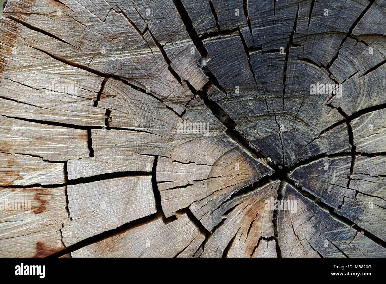 Closeup view of cross section of a tree stump Stock Photo - Alamy
