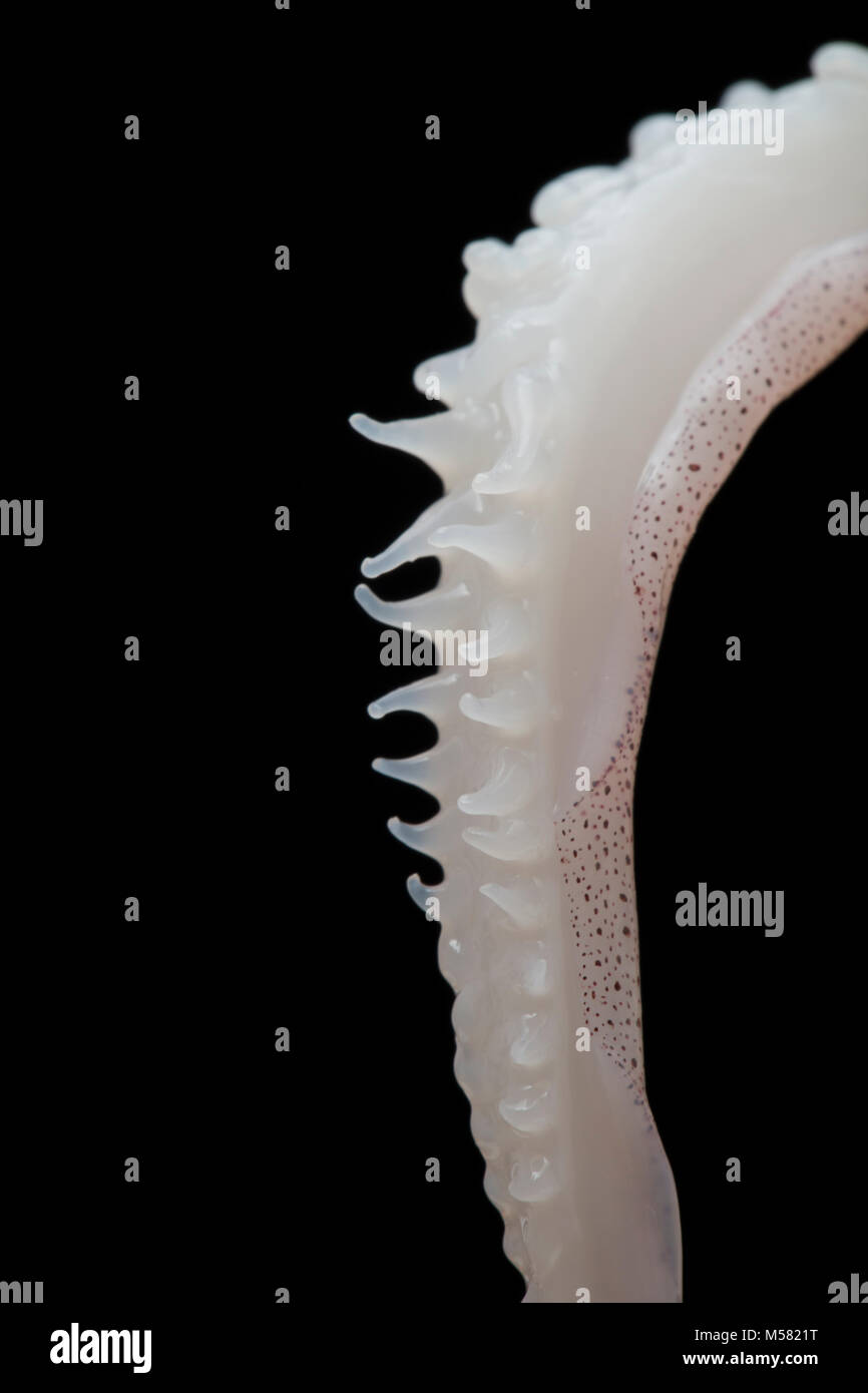 Hectocotylus arm of a squid hi-res stock photography and images - Alamy