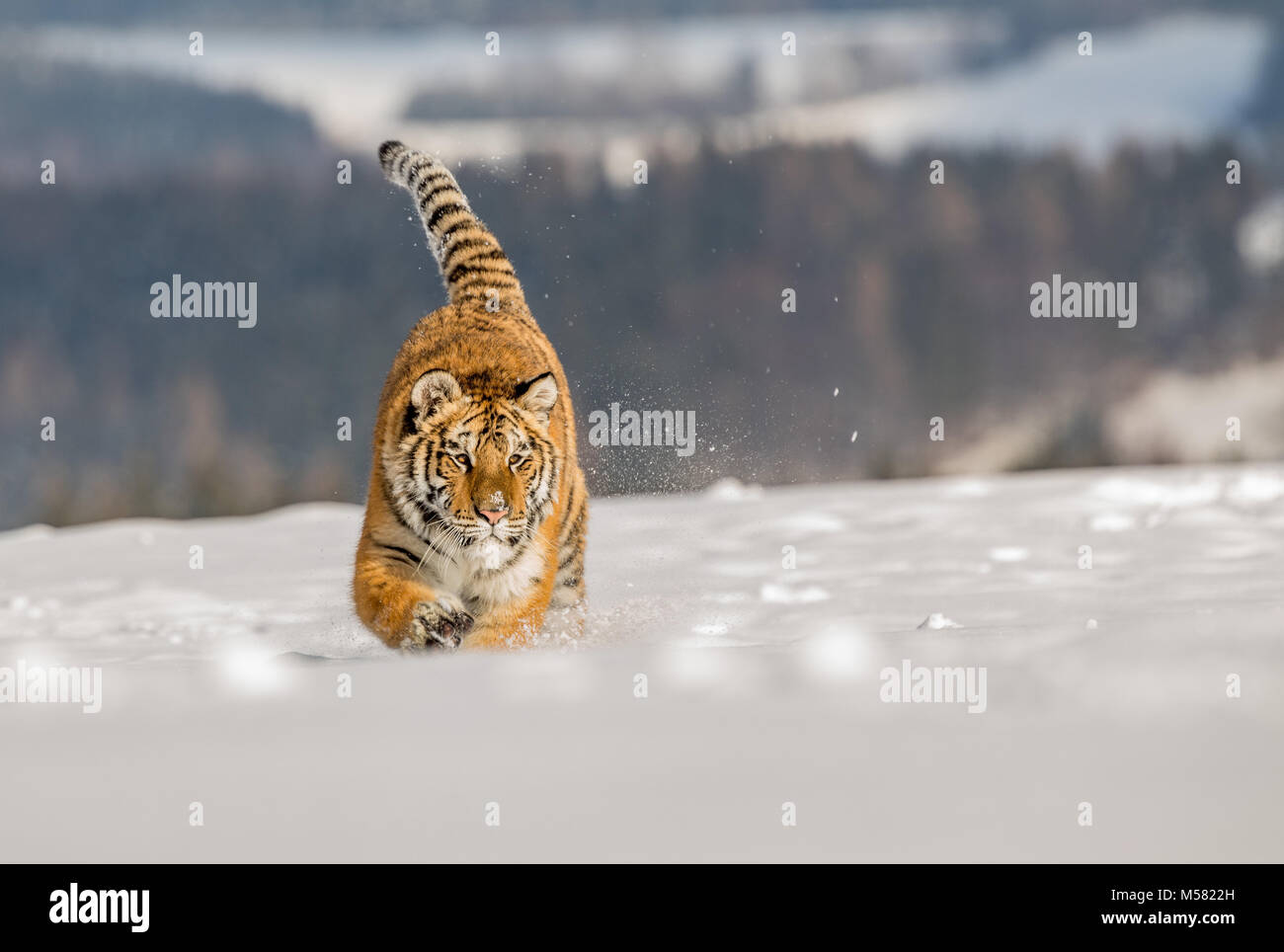 Tiger runs behind the prey. Hunt the prey in tajga in cold winter ...