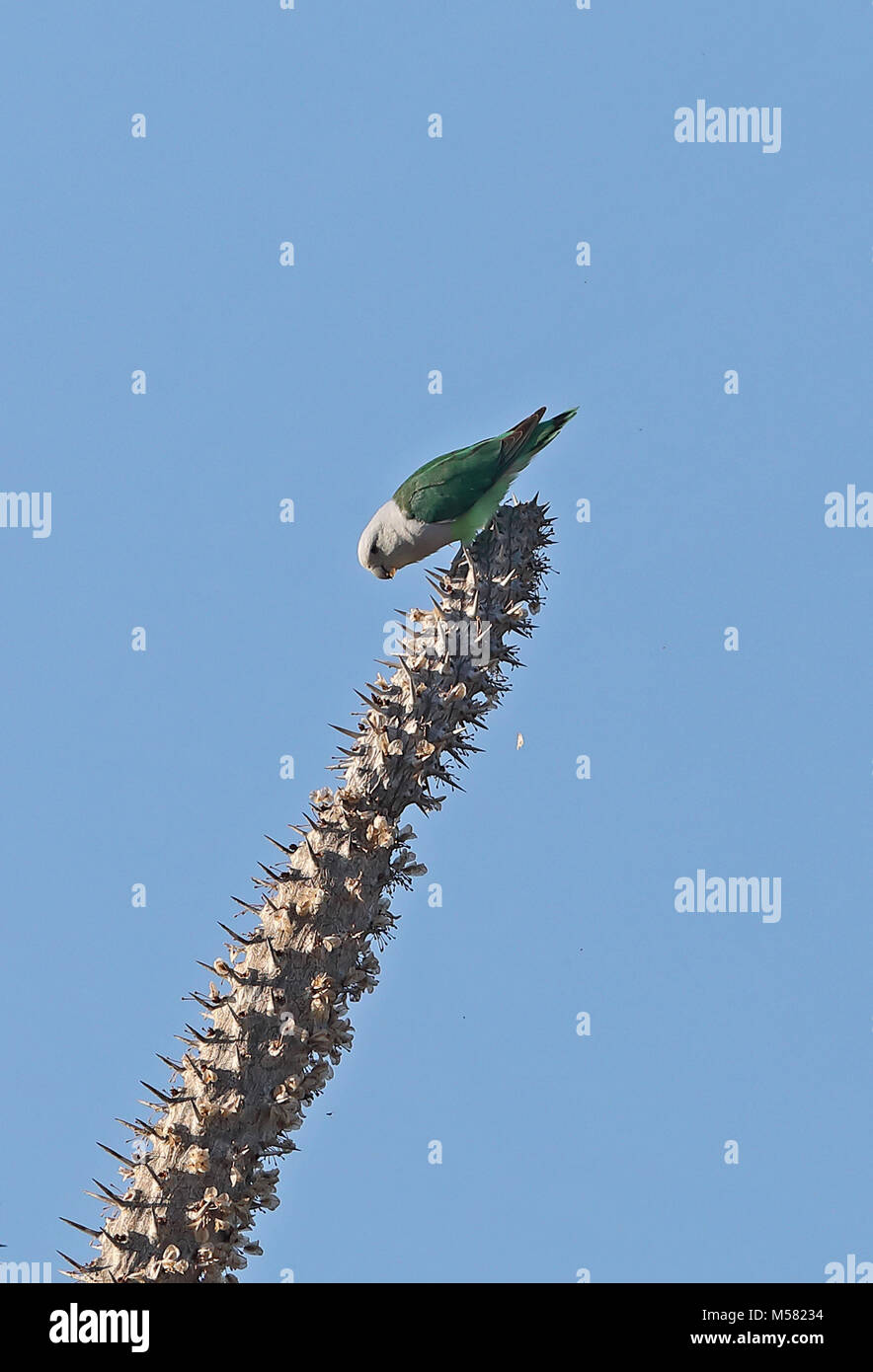 Grey-headed Lovebird (Agapornis canus ablectaneus) adult male feeding ...