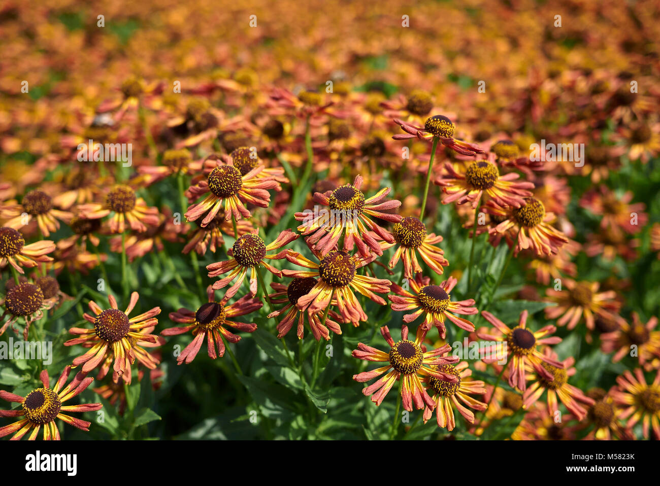 Helenium loysder wieck hi-res stock photography and images - Alamy